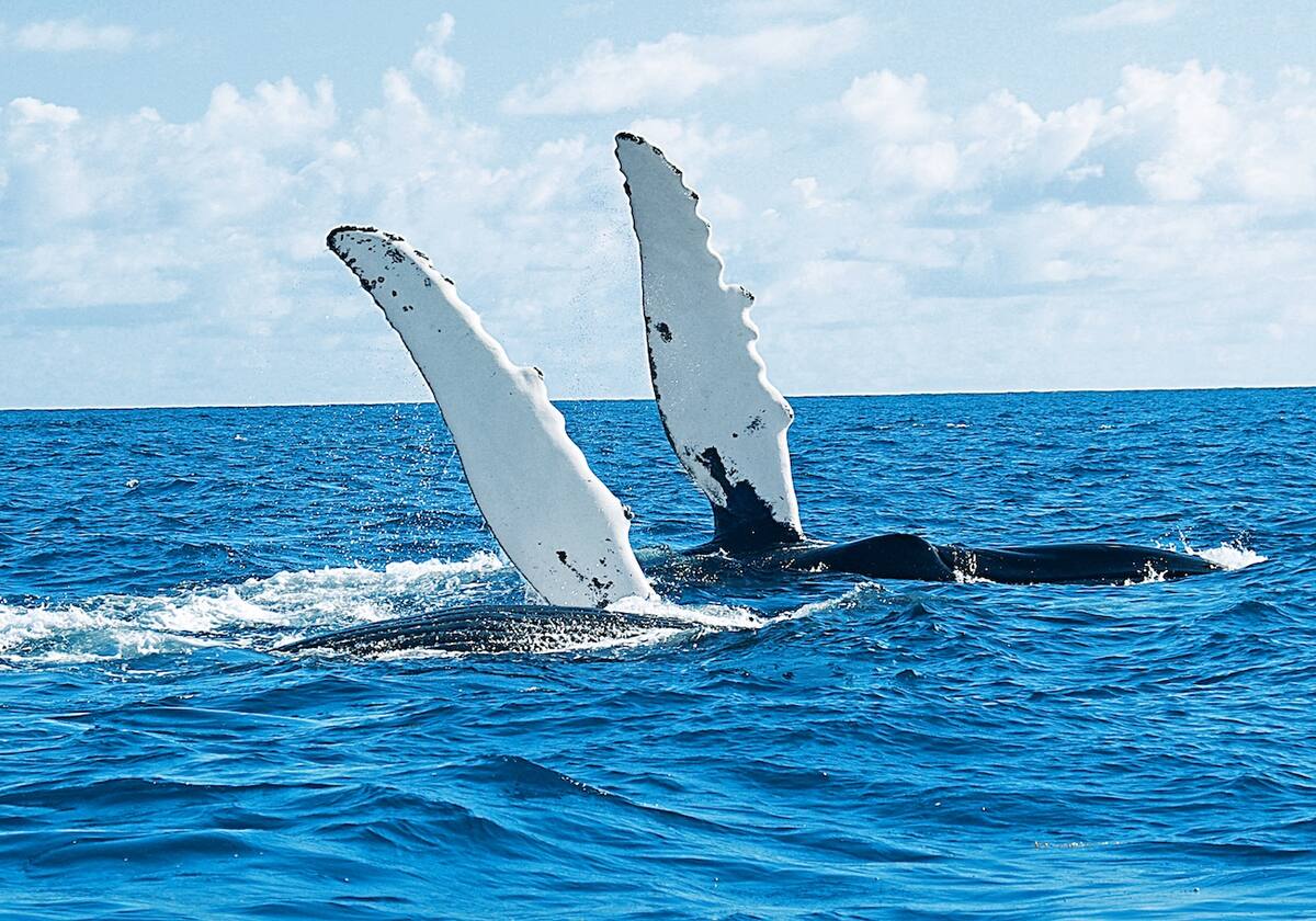 Kreuzfahrten nach Boston | Hafen, Ausflüge & Reisetipps